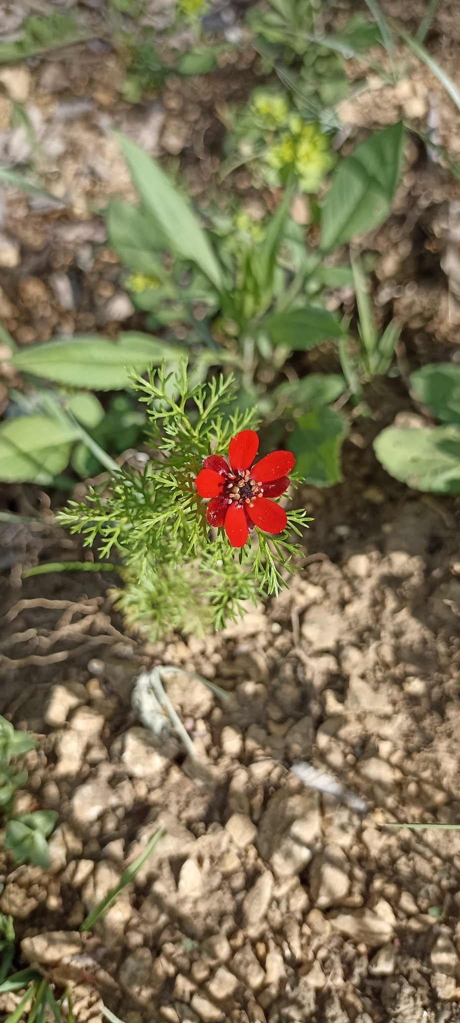 Adonis annua L.