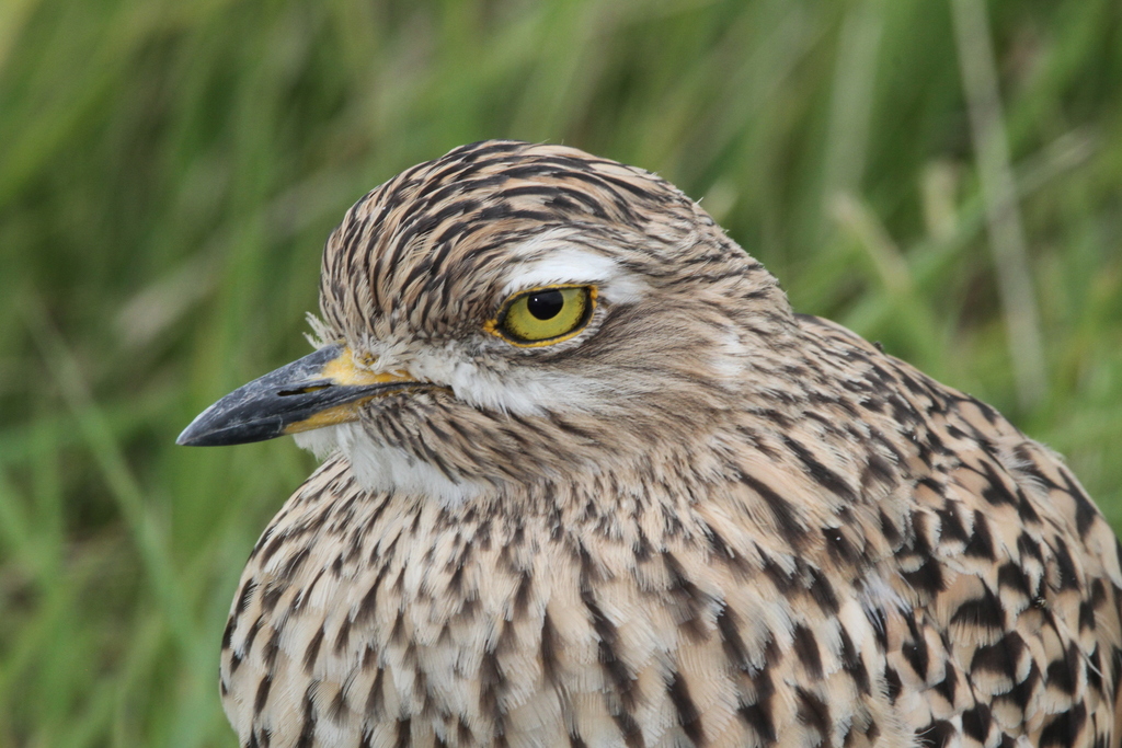 Spotted Thick-knee (Enseleni Nature Reserve - Animals) · iNaturalist