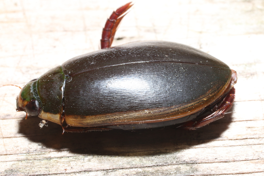 Fringed Diving Beetle from Wawa, California, MD, USA on April 27, 2022 ...