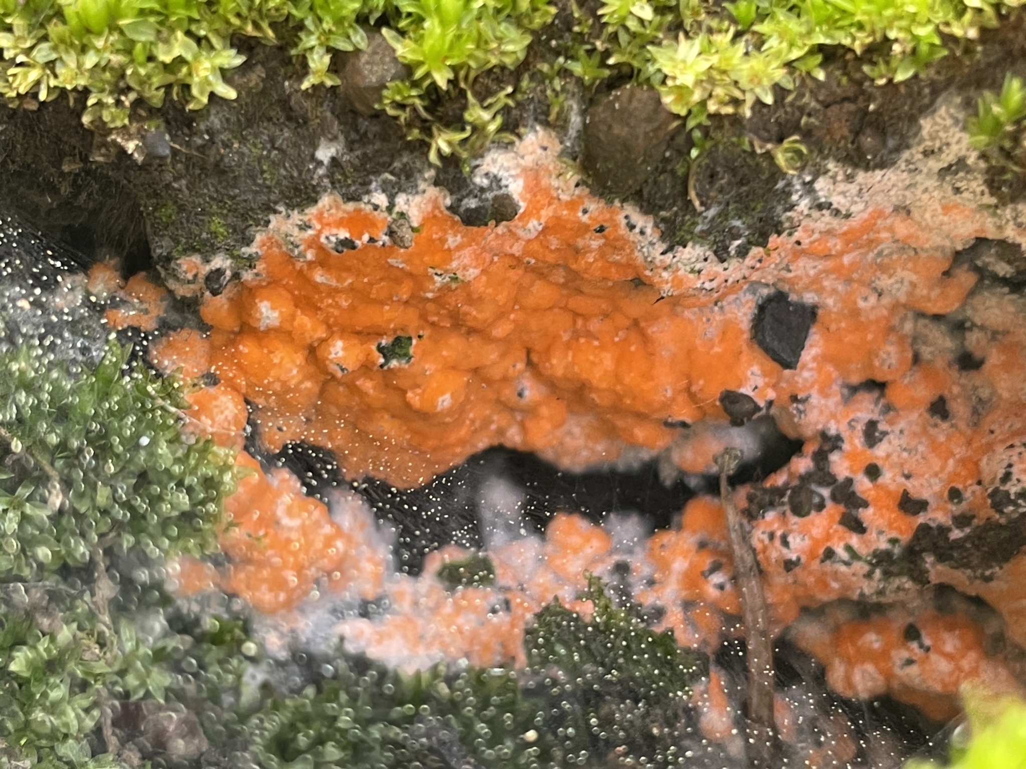 Pyronema Carus, 1834