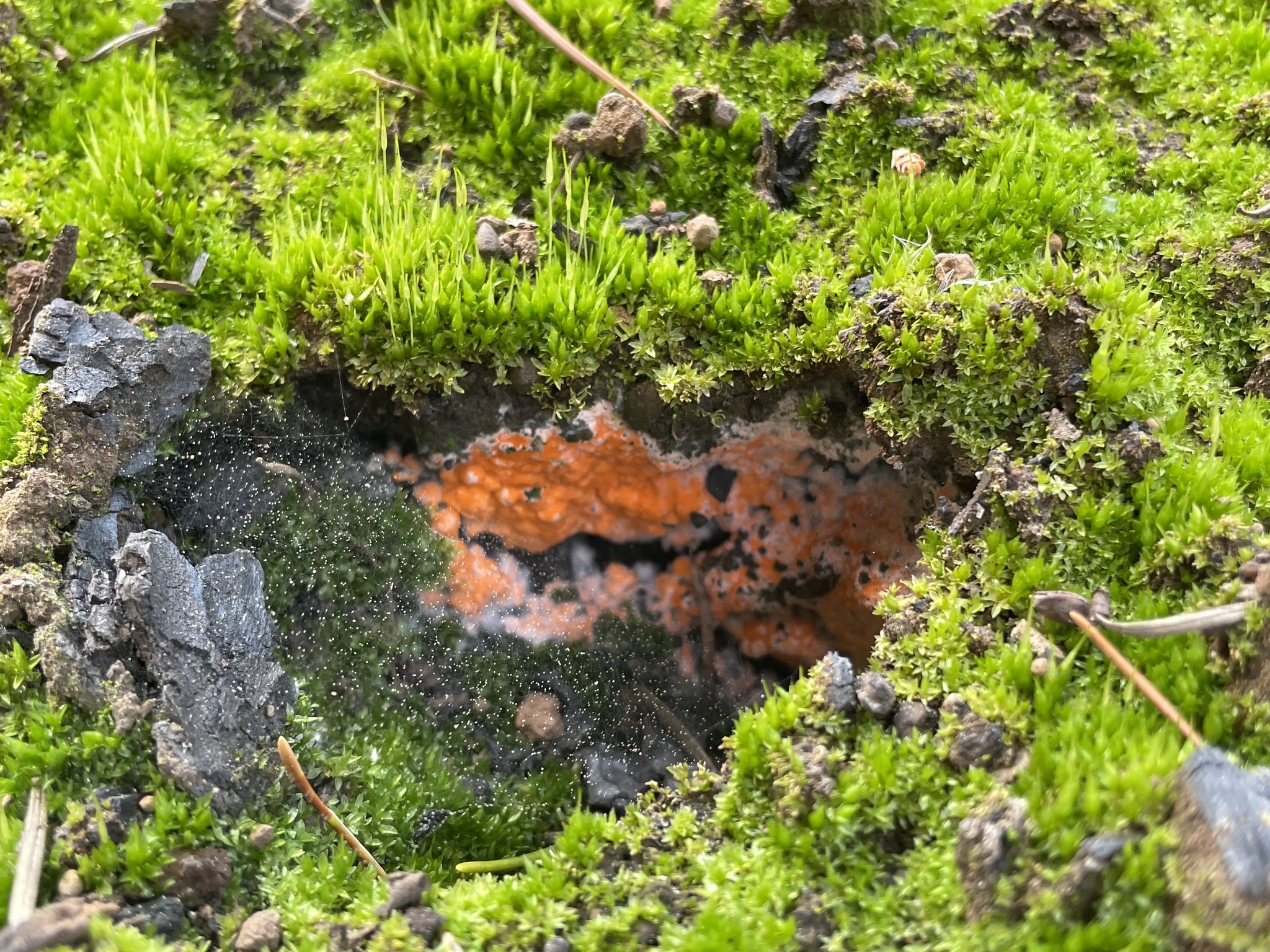 Pyronema Carus, 1834