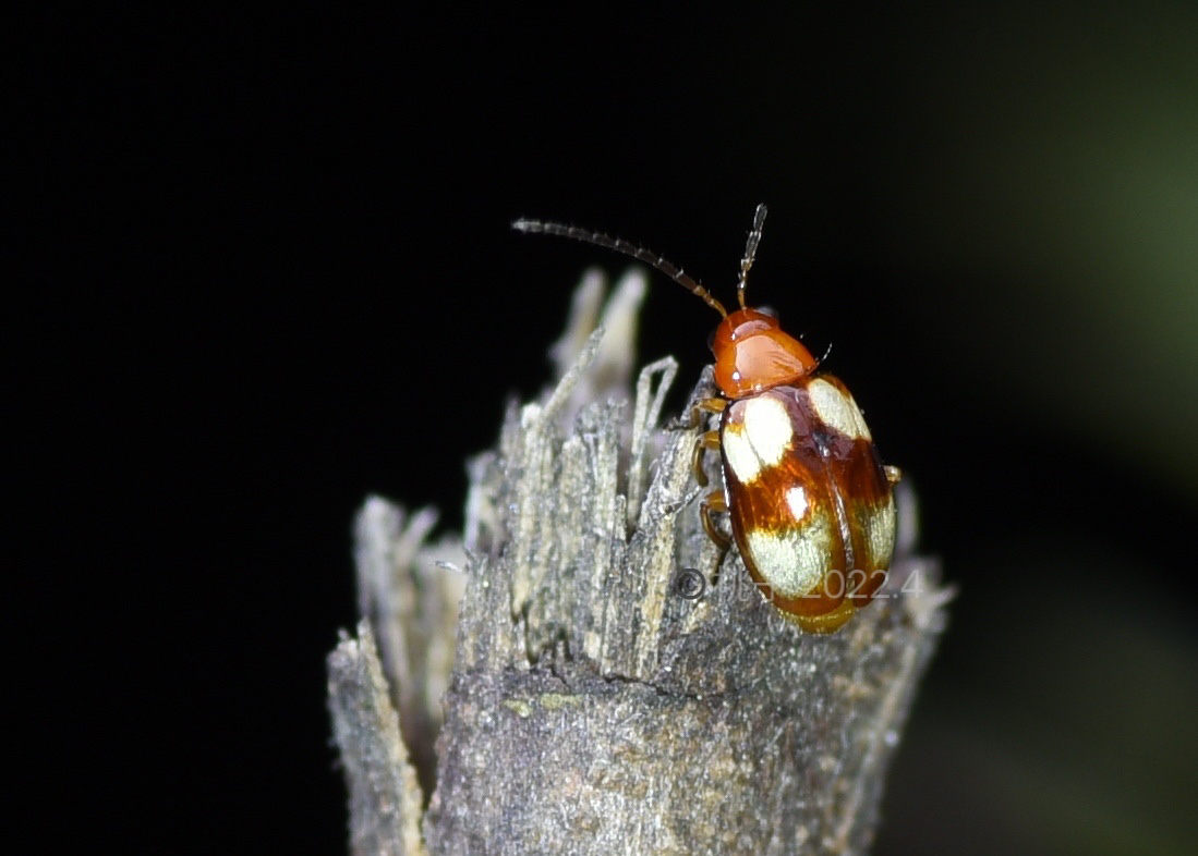 Monolepta signata (Olivier, 1808)
