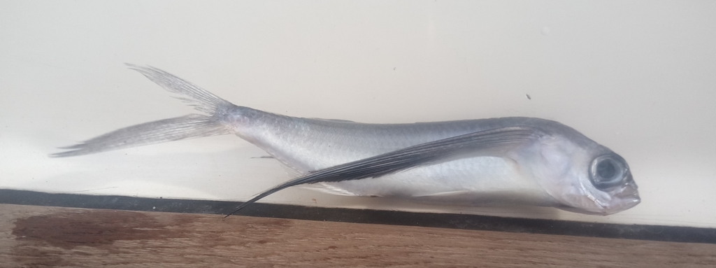 Oceanic Two-wing Flying Fish on April 18, 2022 at 01:46 PM by Nick ...