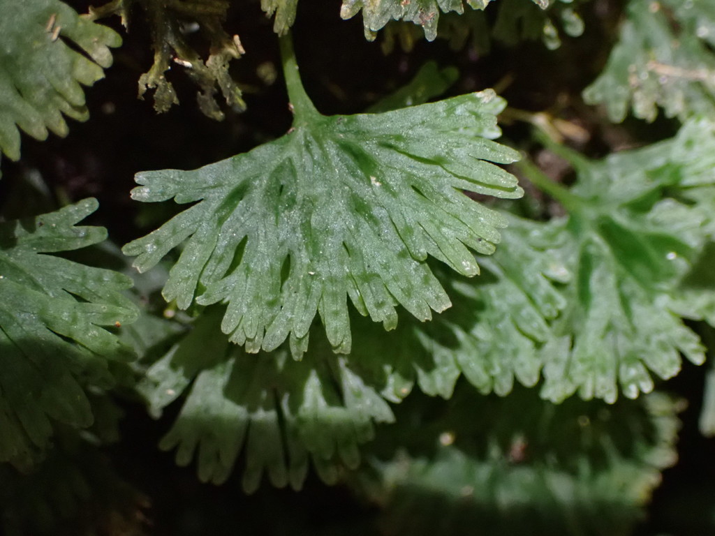 Hymenophyton leptopodum from Karori, Wellington, New Zealand on April ...