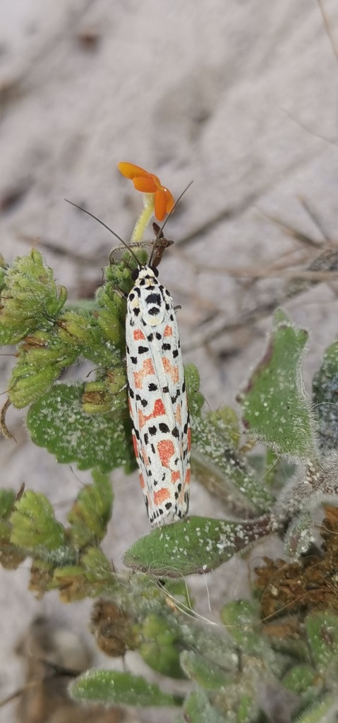 Crimson-speckled Flunkey from Vesuvius Way Conservation Area ...
