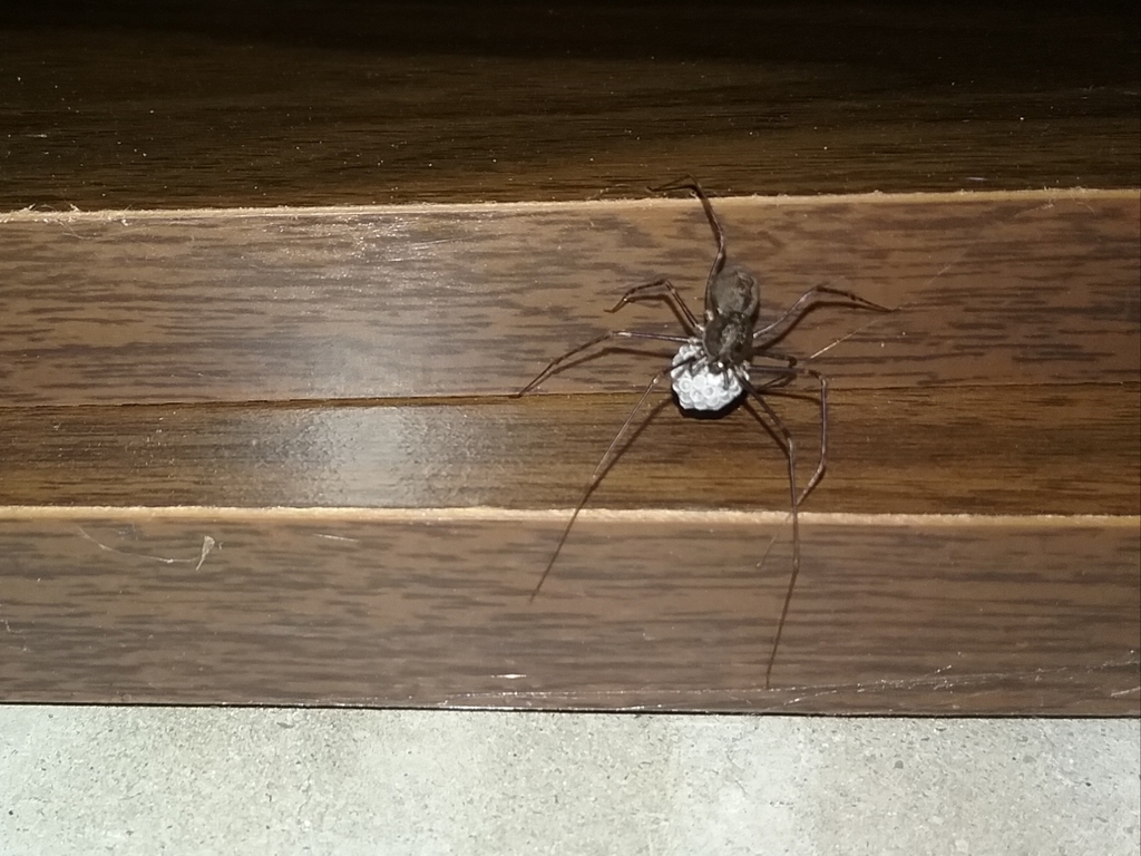 Brown Spitting Spider from 20 Autumn Run Way, Columbia, SC 29229, USA ...