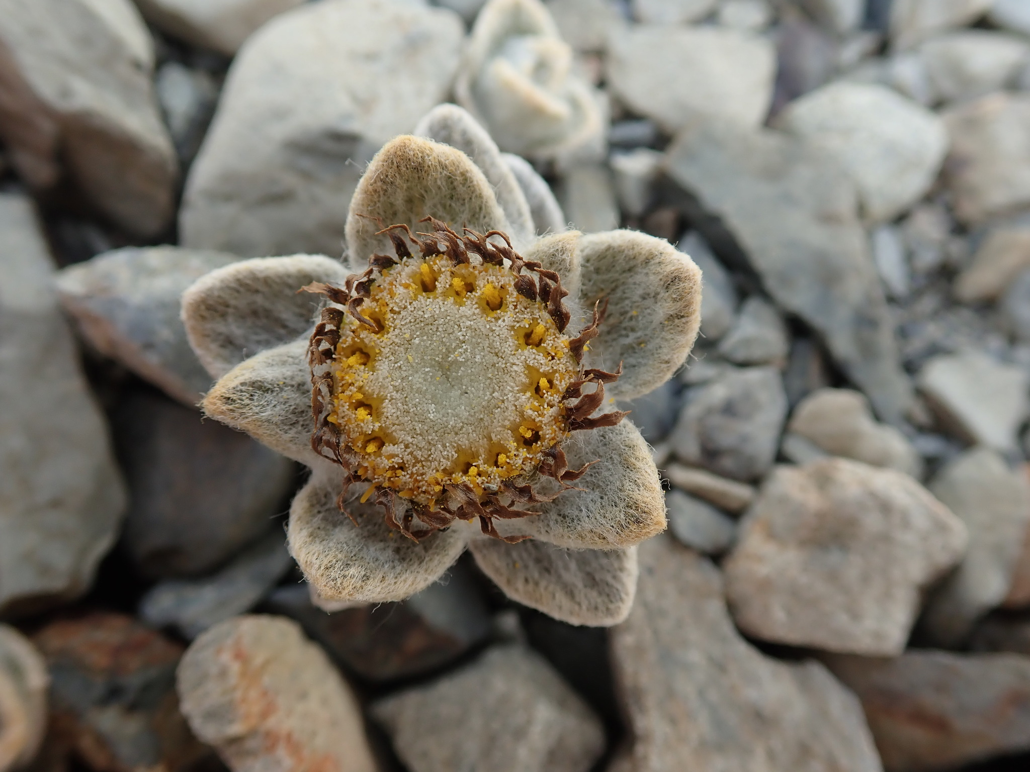 Haastia sinclairii Hook.fil.