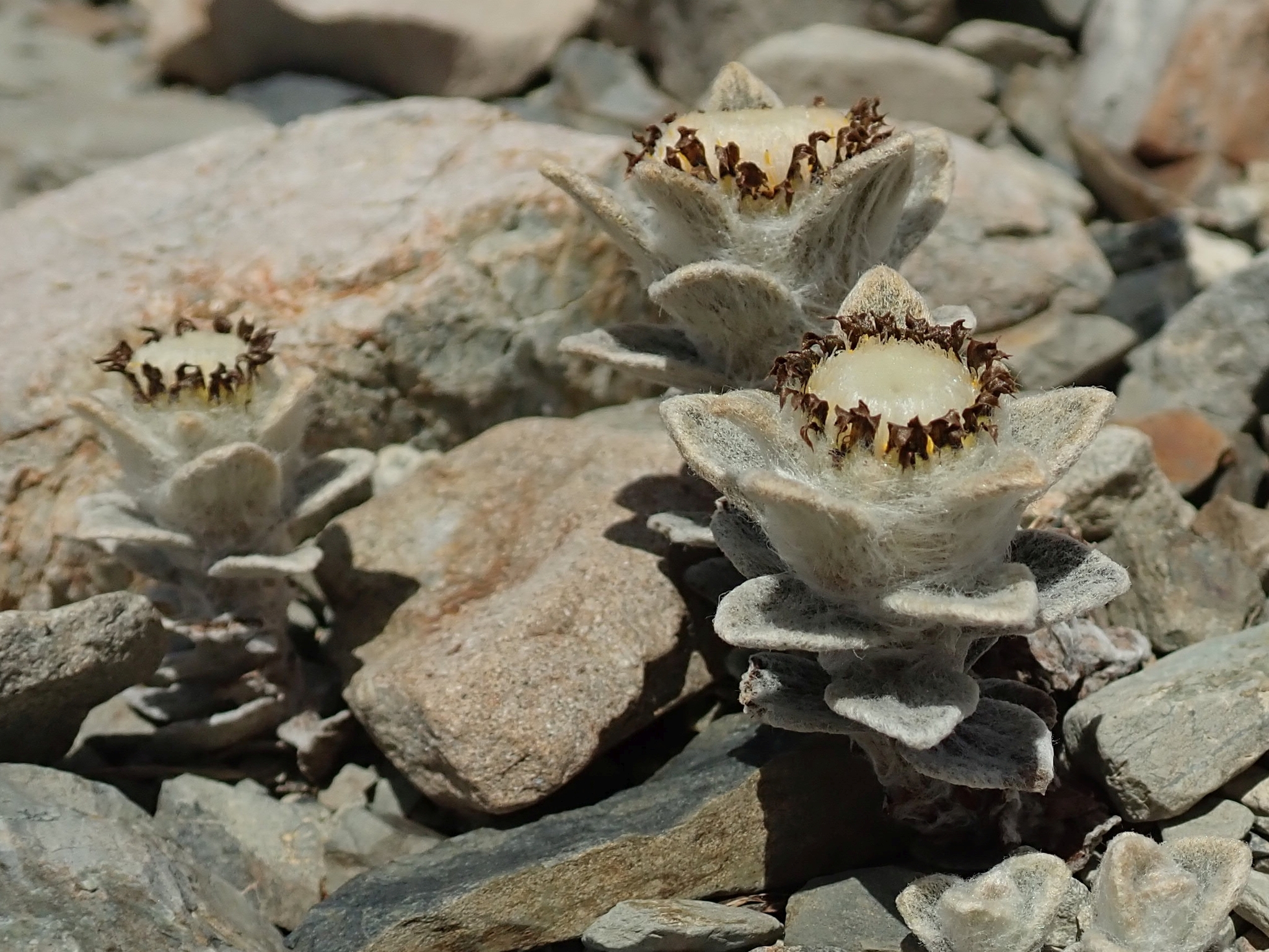 Haastia sinclairii Hook.fil.