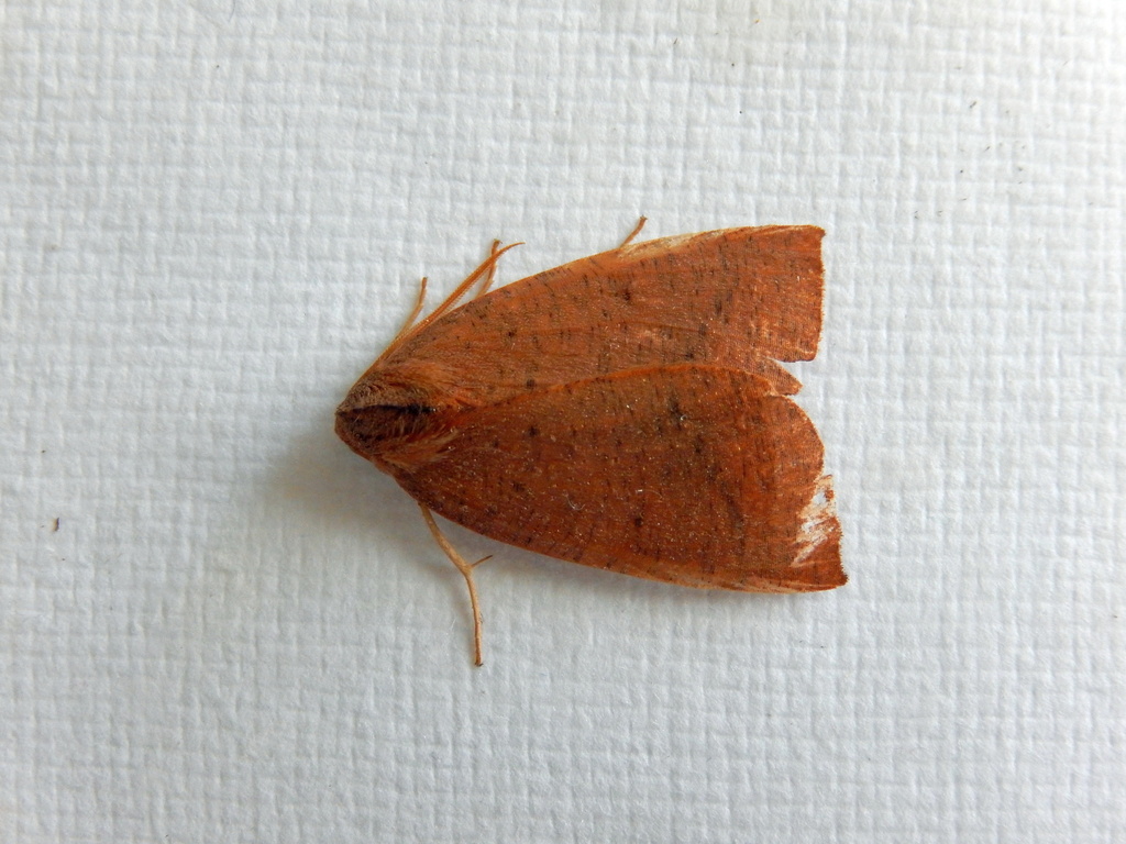 Fisera bradymorpha from Sydney NSW, Australia on April 29, 2022 at 08: ...