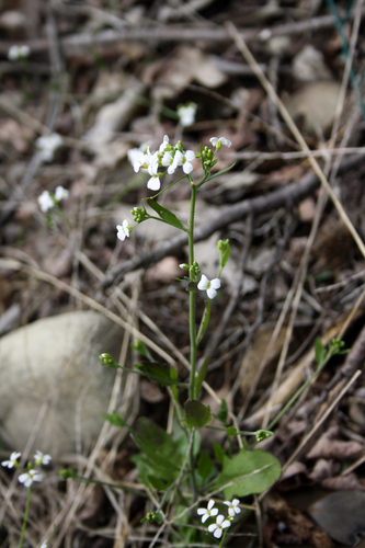 Subspecies Arabidopsis halleri occidentalis · iNaturalist United Kingdom