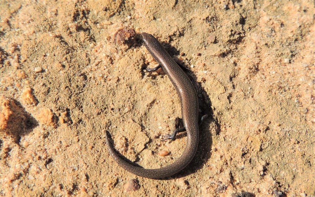 Dwarf Litter-skink from Glenaubyn QLD 4424, Australia on April 29, 2022 ...