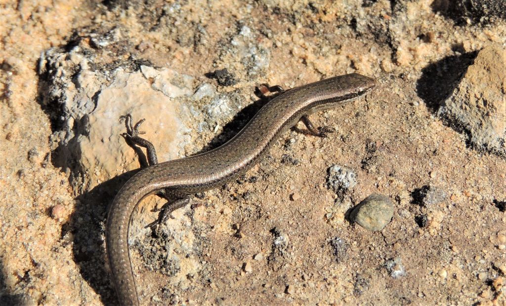 Common Dwarf Skink from Glenaubyn QLD 4424, Australia on April 29, 2022 ...