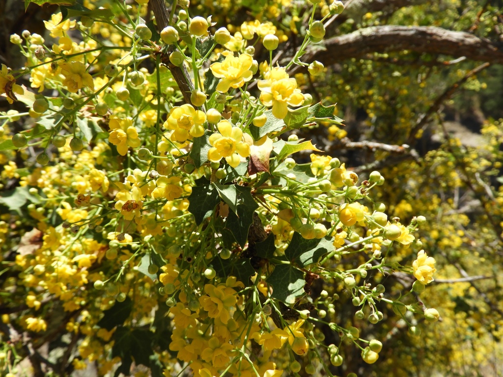 Fremont barberry (Berberis fremontii) - Botanical Realm