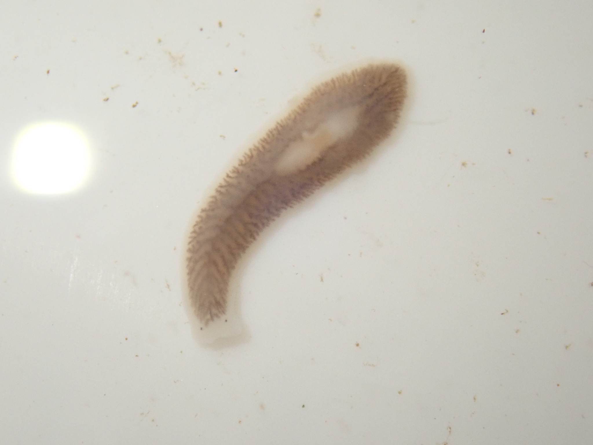 Dendrocoelidae