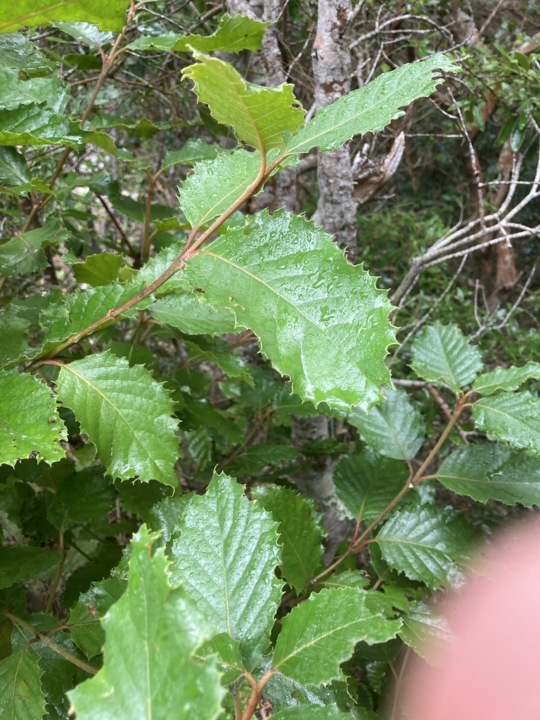 Assegai tree in April 2022 by jeannerawden · iNaturalist