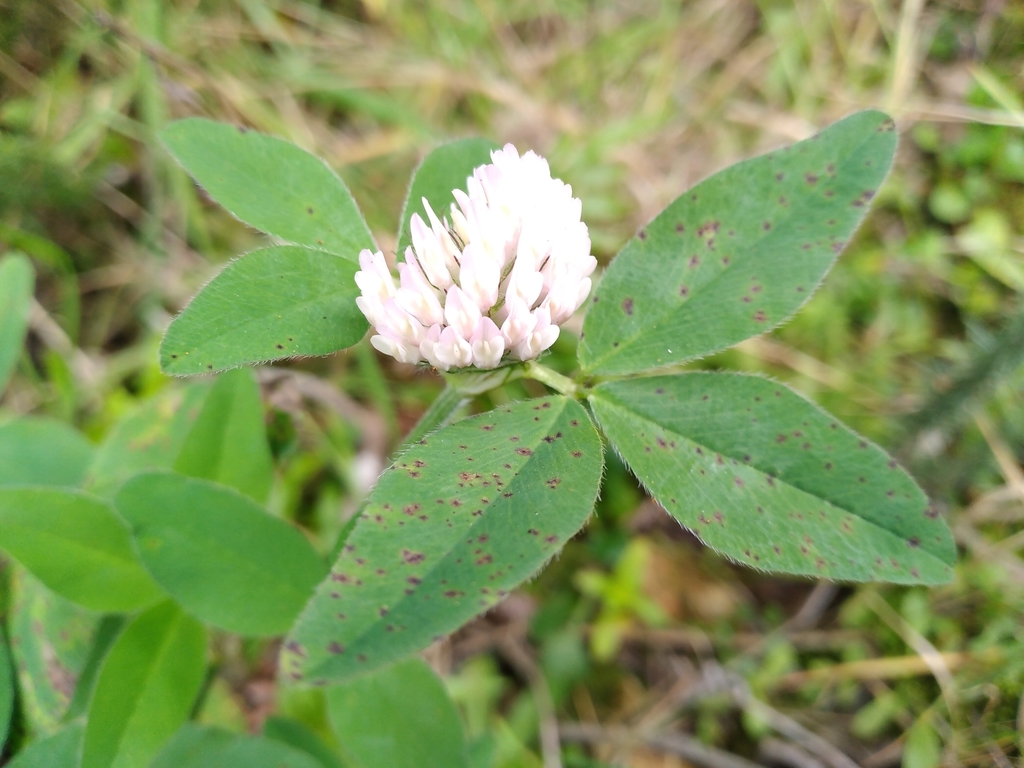 clovers from Karori, Wellington, New Zealand on April 29, 2022 at 02:58 ...