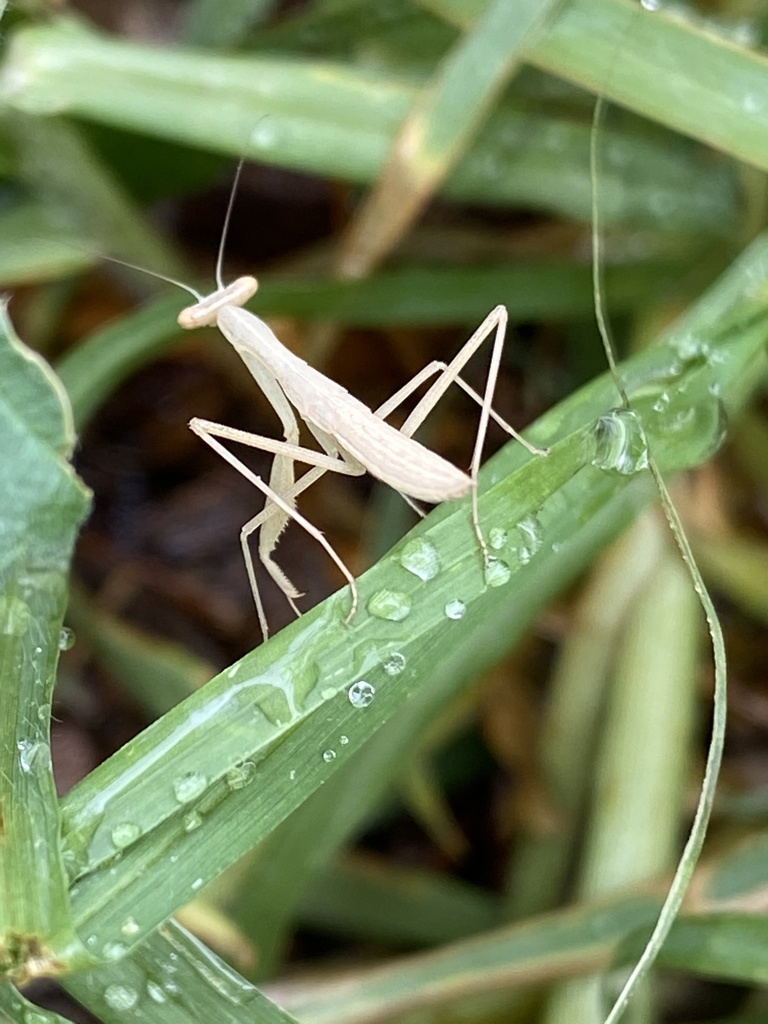 South African Mantis from Annandale, Cape Town, WC, ZA on April 29 ...