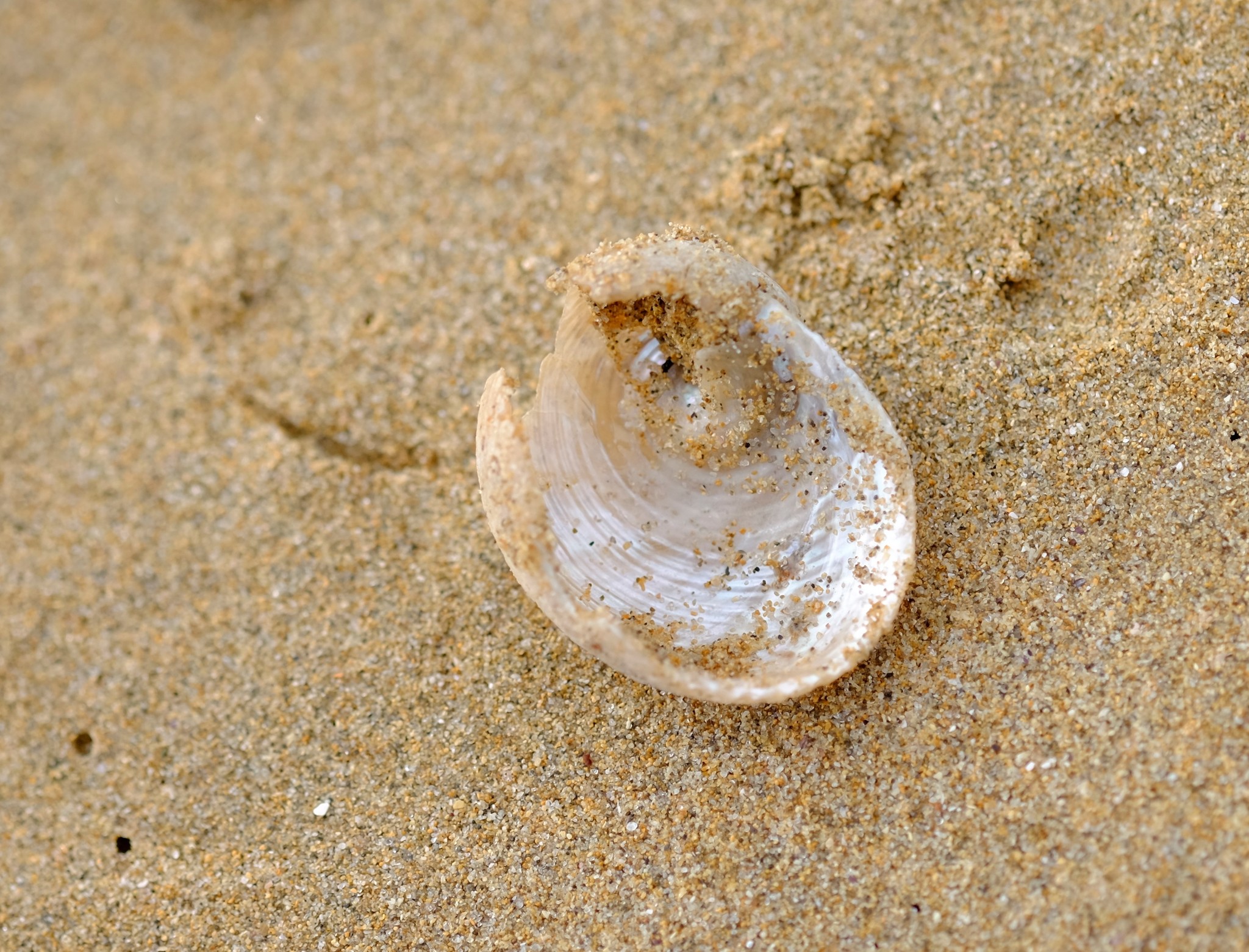 Granata imbricata (Lamarck, 1816)