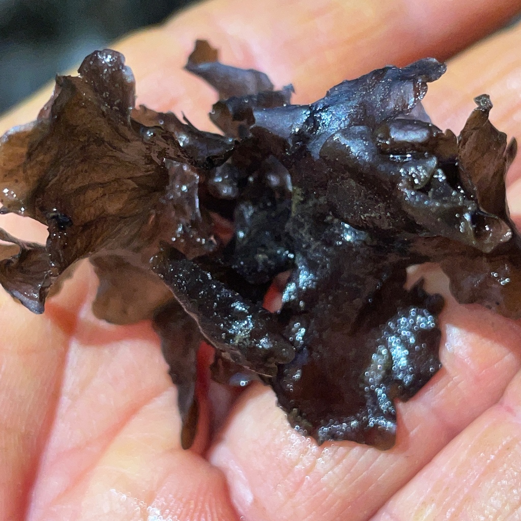 aquatic pelt lichen in April 2022 by mohale. 3' by 4' patch of a brown ...