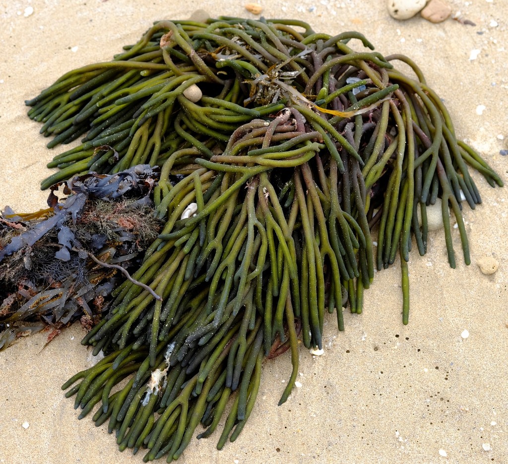 (Codium galeatum) - Botanical Realm