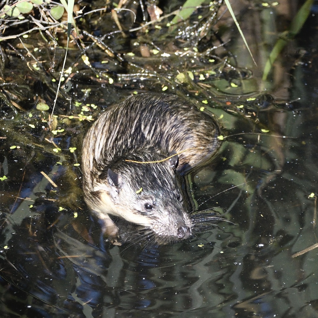 Rakali from Canberra Central, ACT, Australia on April 29, 2022 at 11:43 ...