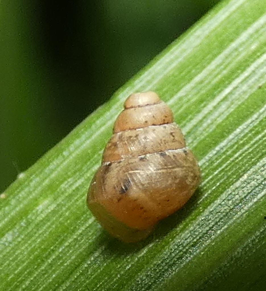 Bulimulus from Zona rural de Paudalho - Pernambuco on April 16, 2022 at ...