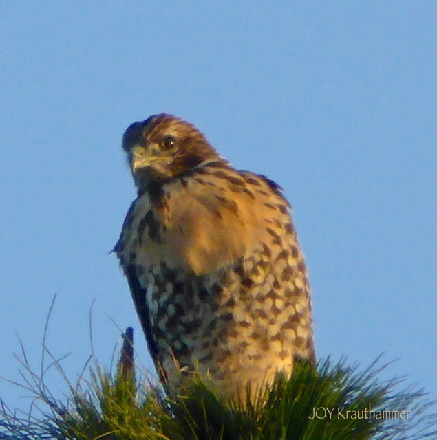 Red-tailed Hawk from Northridge, Los Angeles, CA, USA on June 04, 2018 ...