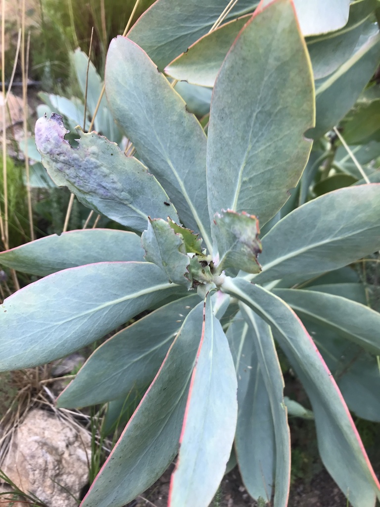 Wagon Tree from Hottentots-holland, ZA-WC-CW, ZA-WC, ZA on April 29 ...
