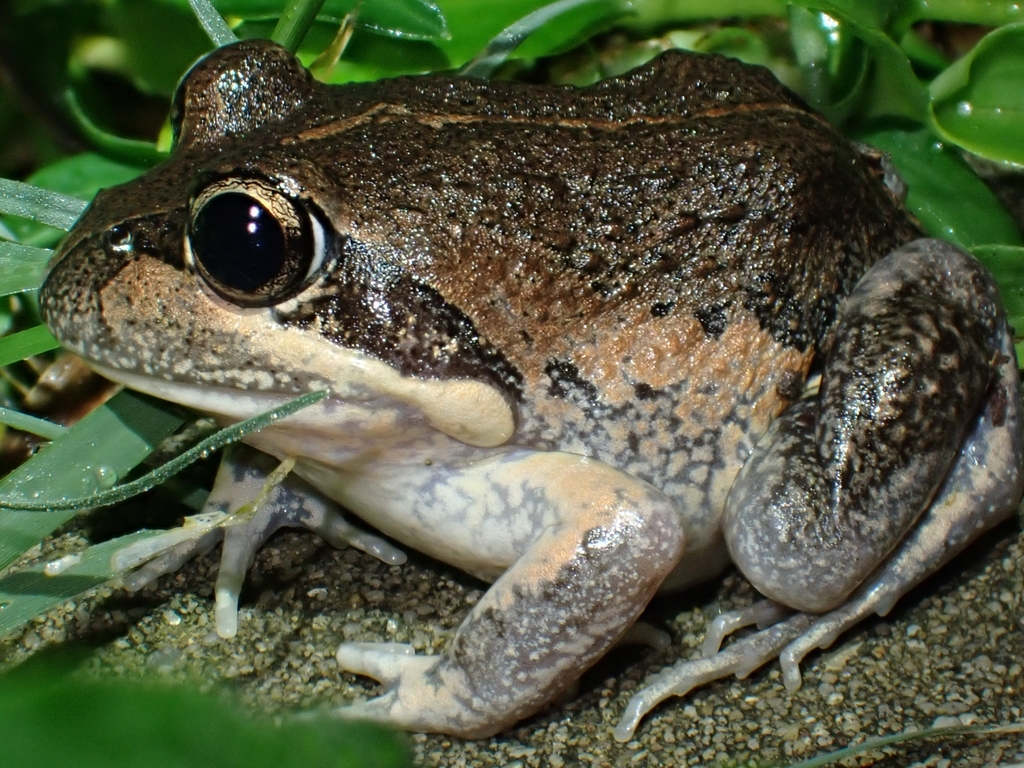 Eastern Banjo Frog in April 2022 by Michelle Colpus. 55-60mm · iNaturalist