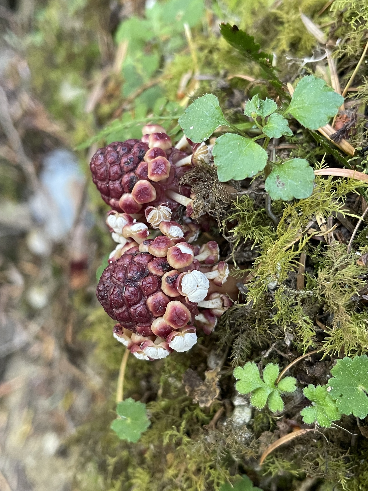Balanophora harlandii Hook.fil.