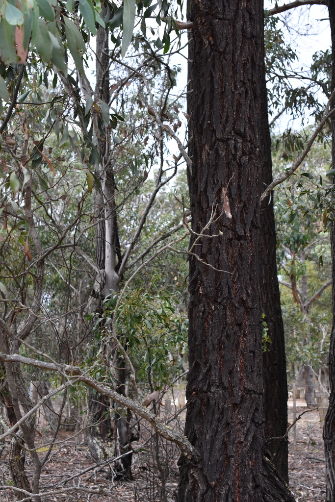 Red Ironbark from Steiglitz VIC 3331, Australia on April 29, 2022 at 01 ...