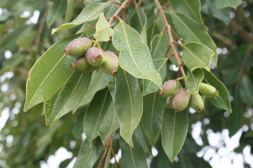 Water Pear (Plants of Chimanimani) · iNaturalist