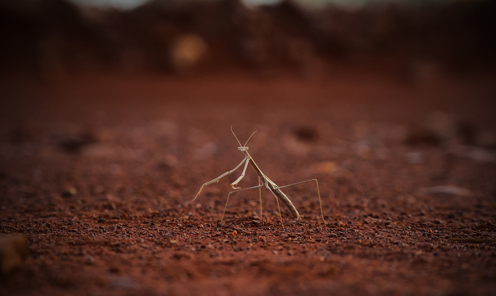 Common Slender Grass Mantis from West Lyons River WA 6705, Australia on ...