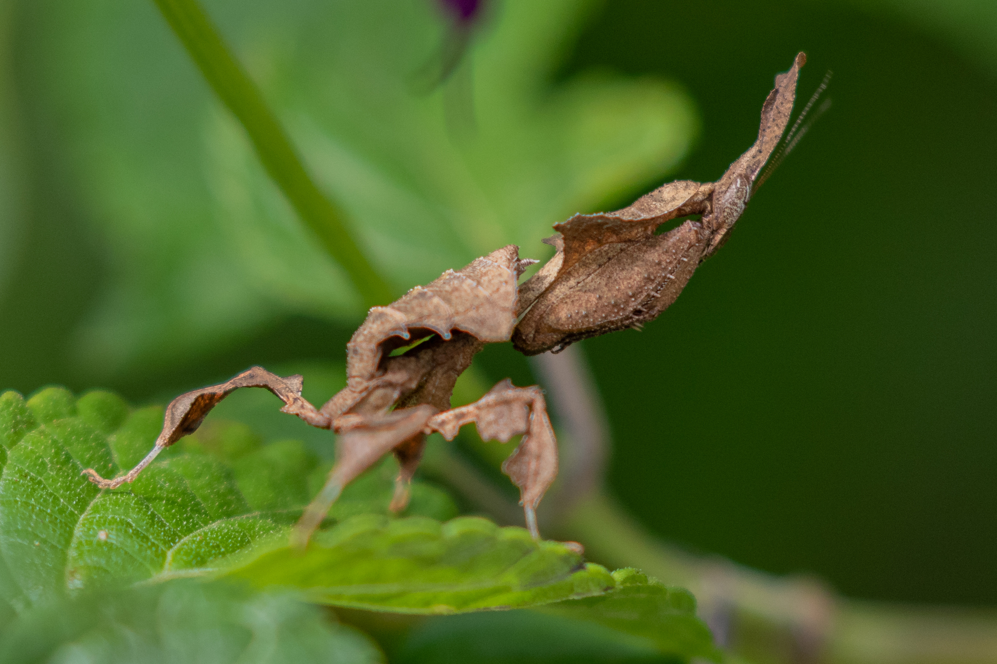 Phyllocrania Burmeister, 1838