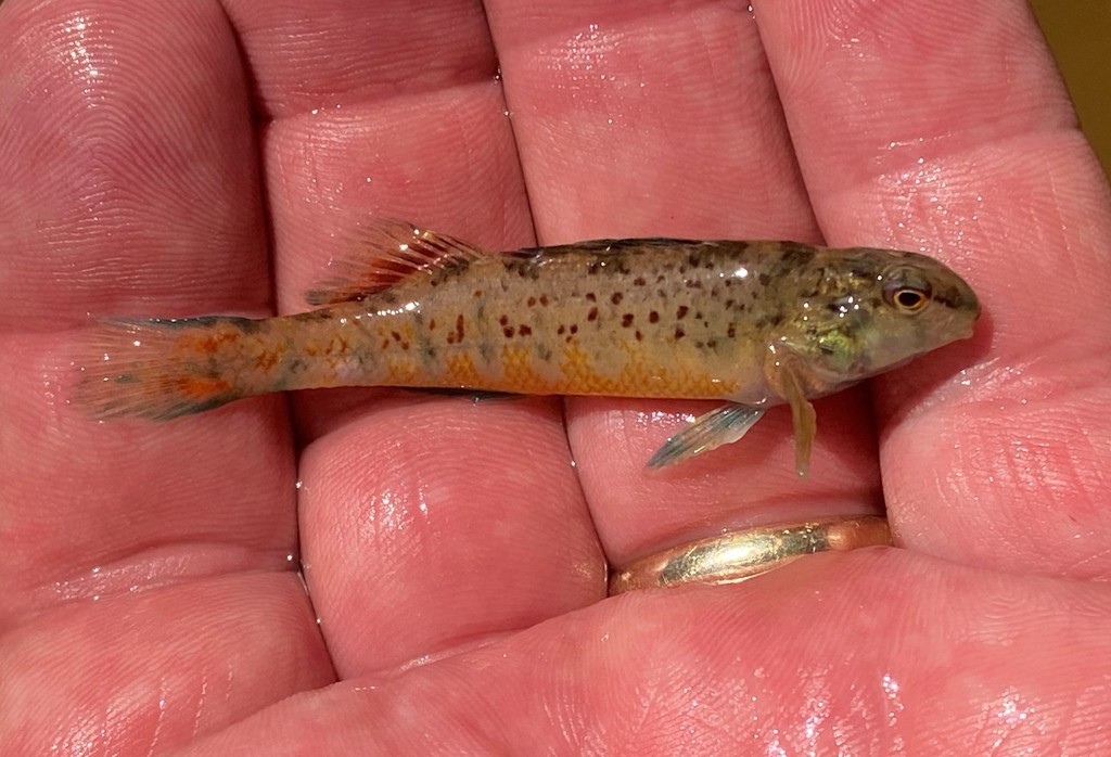 Tombigbee Darter from Bassett Creek, St. Hwy 78, Clarke Co., Alabama on ...