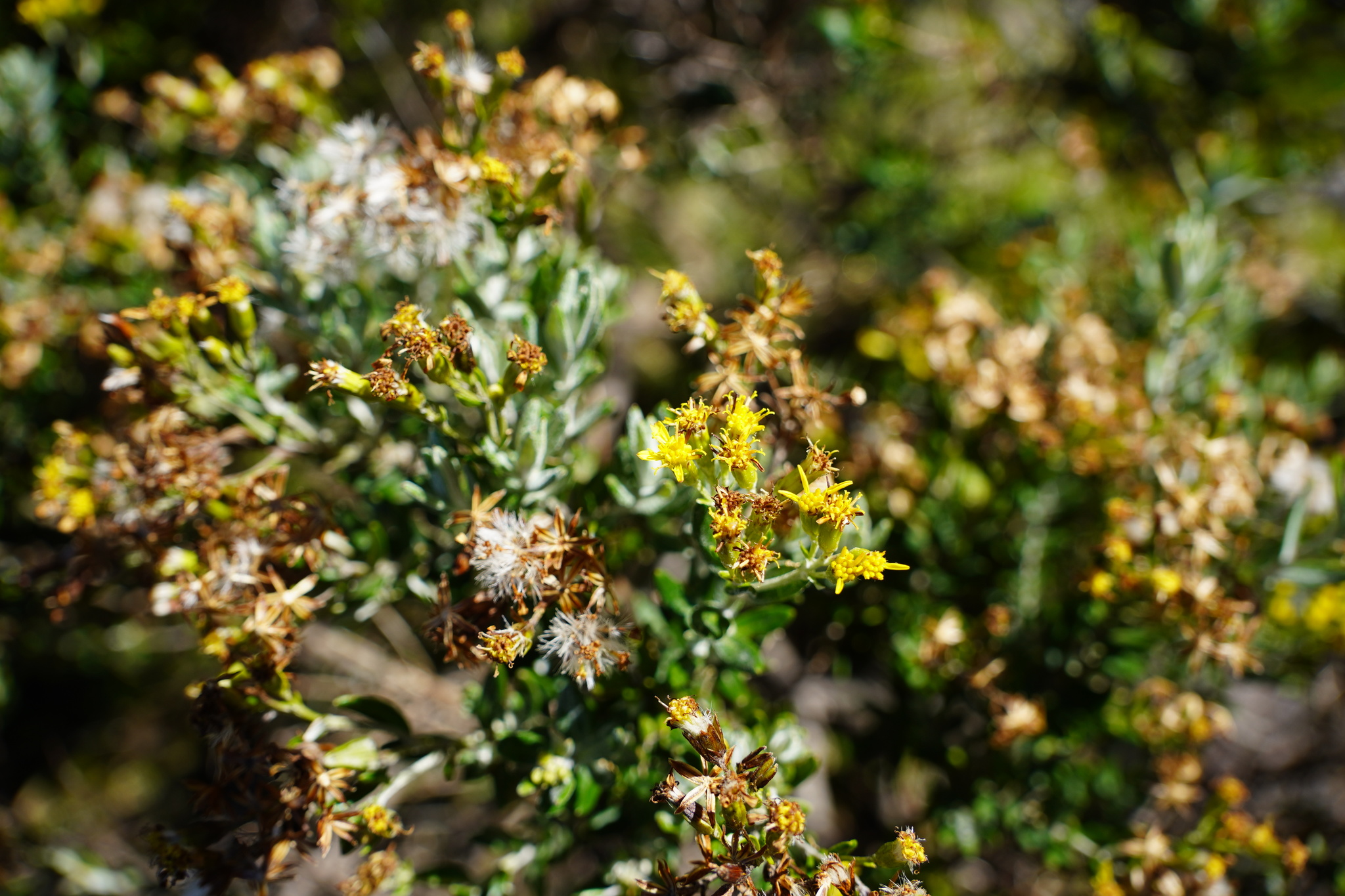 Hubertia tomentosa Bory