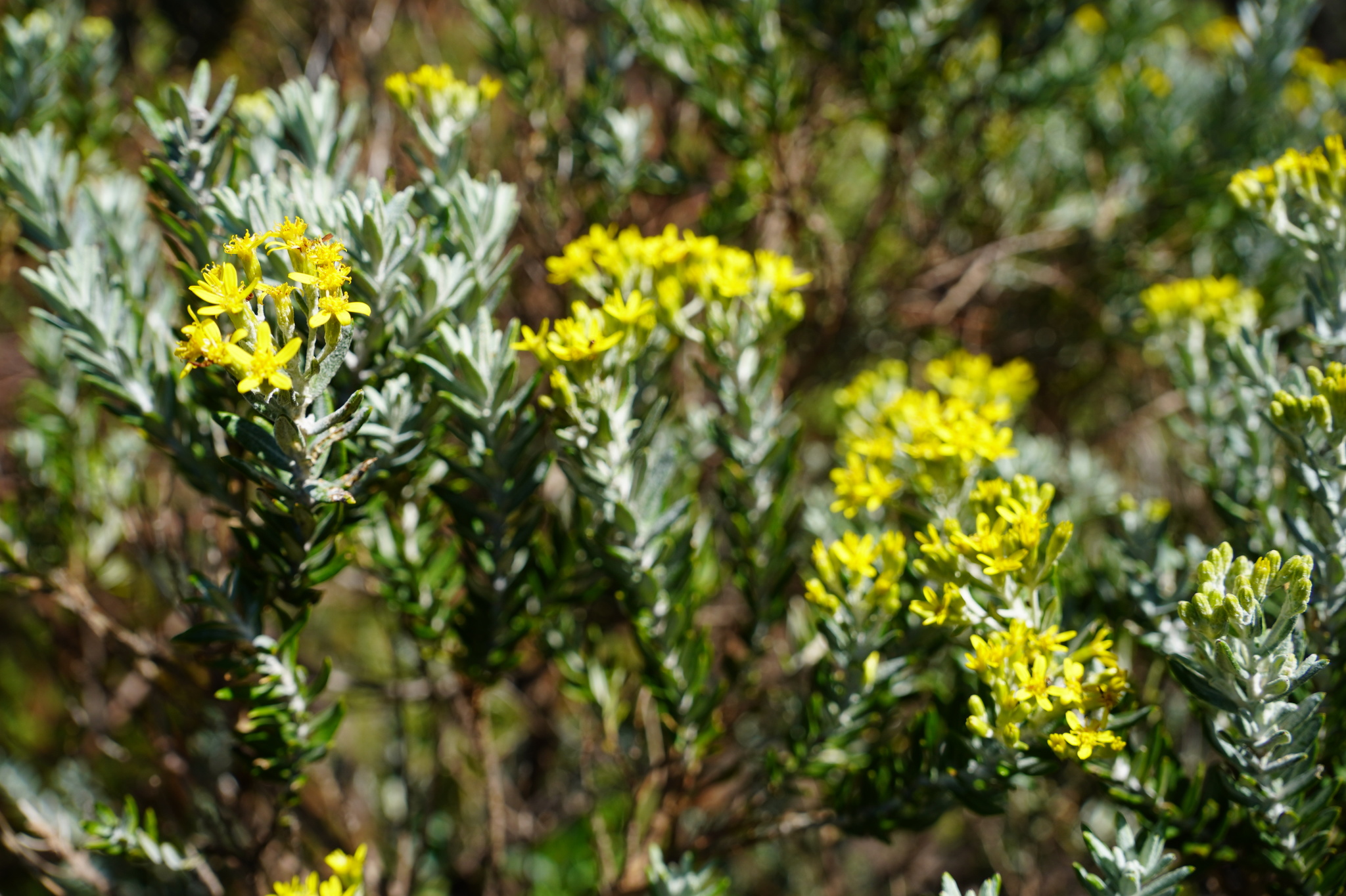 Hubertia tomentosa Bory
