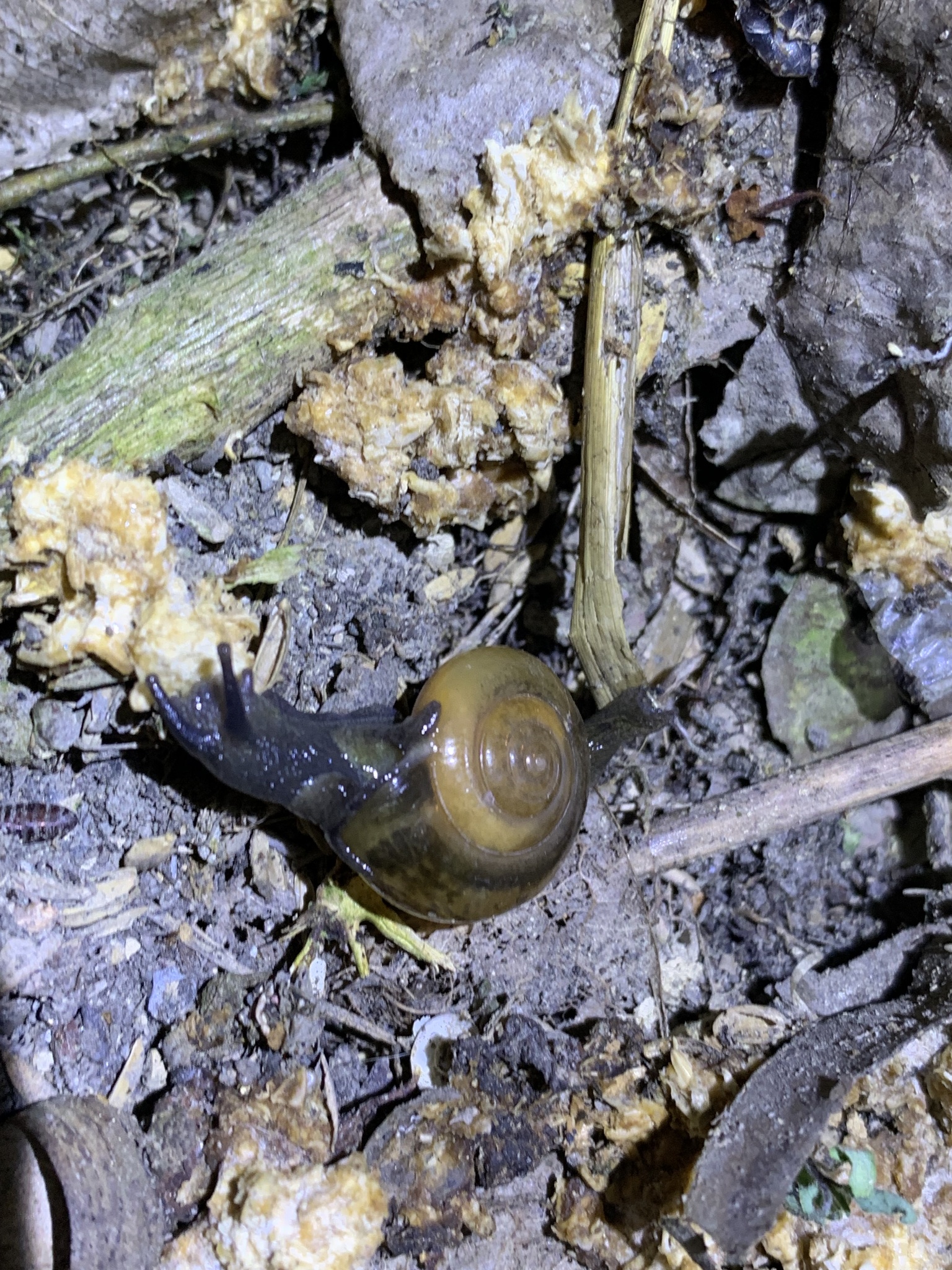 Macrochlamys hippocastaneum Godwin-Austen, 1918