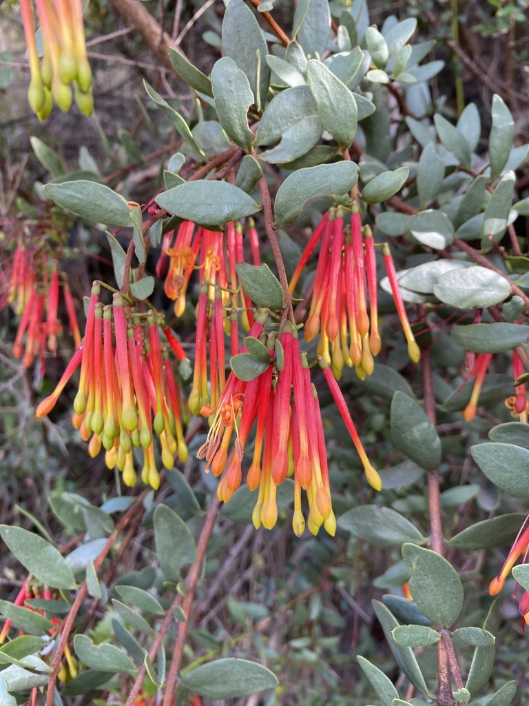 (Tristerix penduliflorus) - Botanical Realm