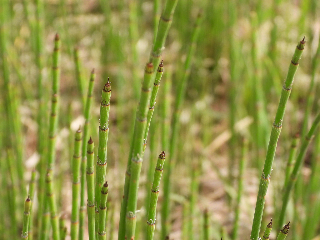 Branched Horsetail from Chengyang District, Qingdao, Shandong, China on ...
