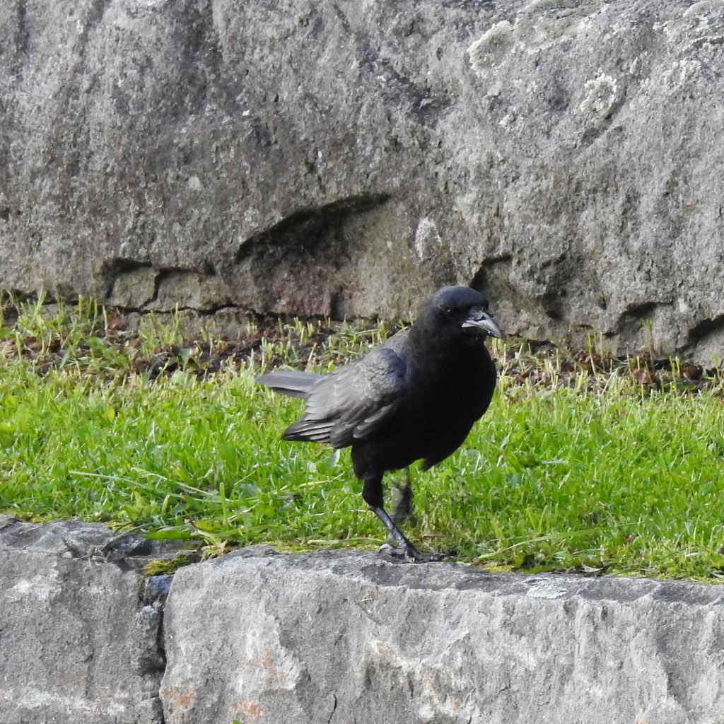 American Crow in June 2018 by Katie Ashdown · iNaturalist