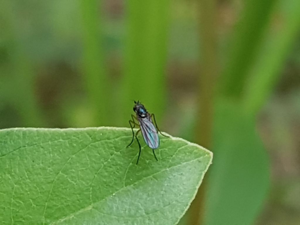 Long-legged Flies from Flagstaff, Hamilton, New Zealand on April 26 ...