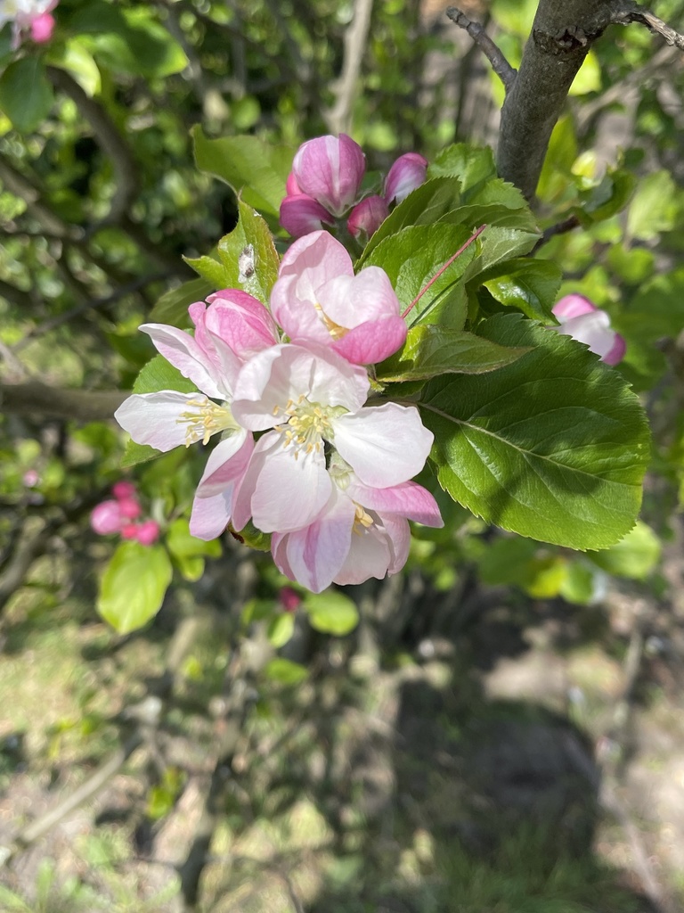 apple from Park View, Liverpool, England, GB on April 29, 2022 at 01:42 ...