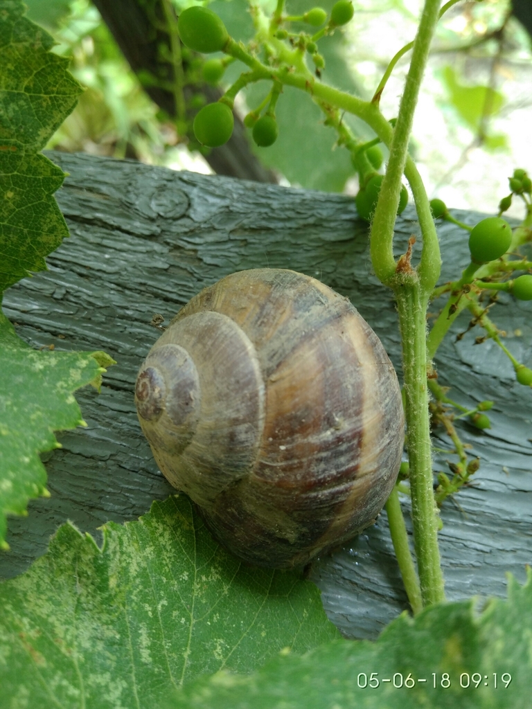 Turkish Snail from Чеченская Респ., Россия, 366027 on June 05, 2018 at ...