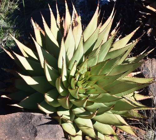 Green Stemless Aloe (Aloe chlorantha) · iNaturalist