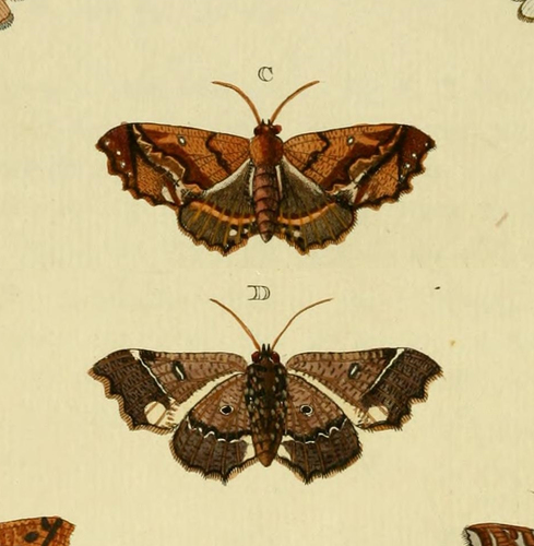 Pero anceta · iNaturalist
