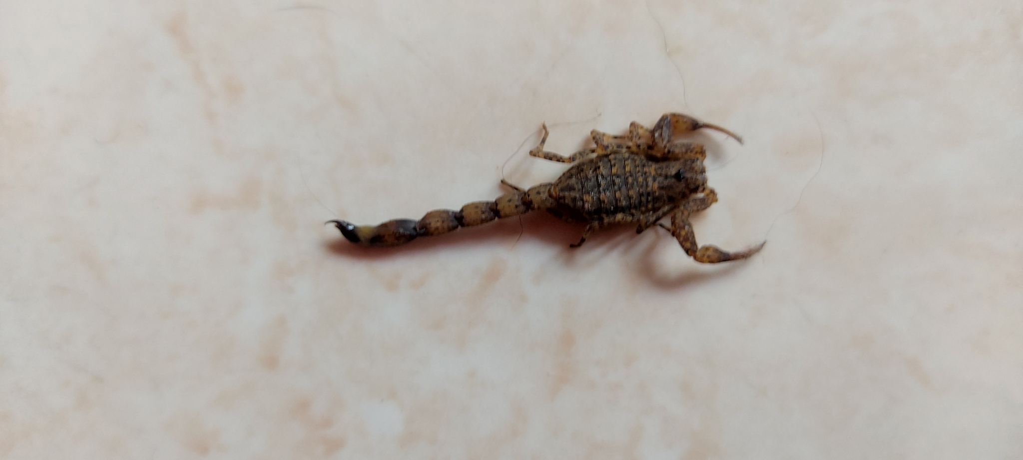Tityus columbianus (Thorell, 1876)