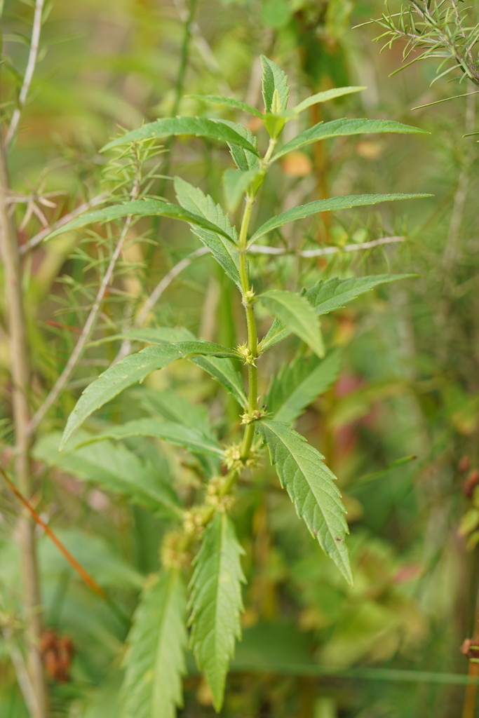 Lycopus australis from Liverpool Road RB, Knox VIC AU on April 29, 2022 ...