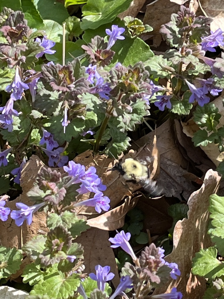 Two-spotted Bumble Bee from The Maryland Zoo in Baltimore, Baltimore ...