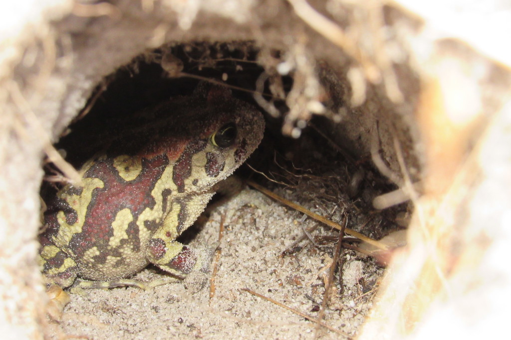 Western Leopard Toad from Youngsfield, Cape Town, 7700, South Africa on ...